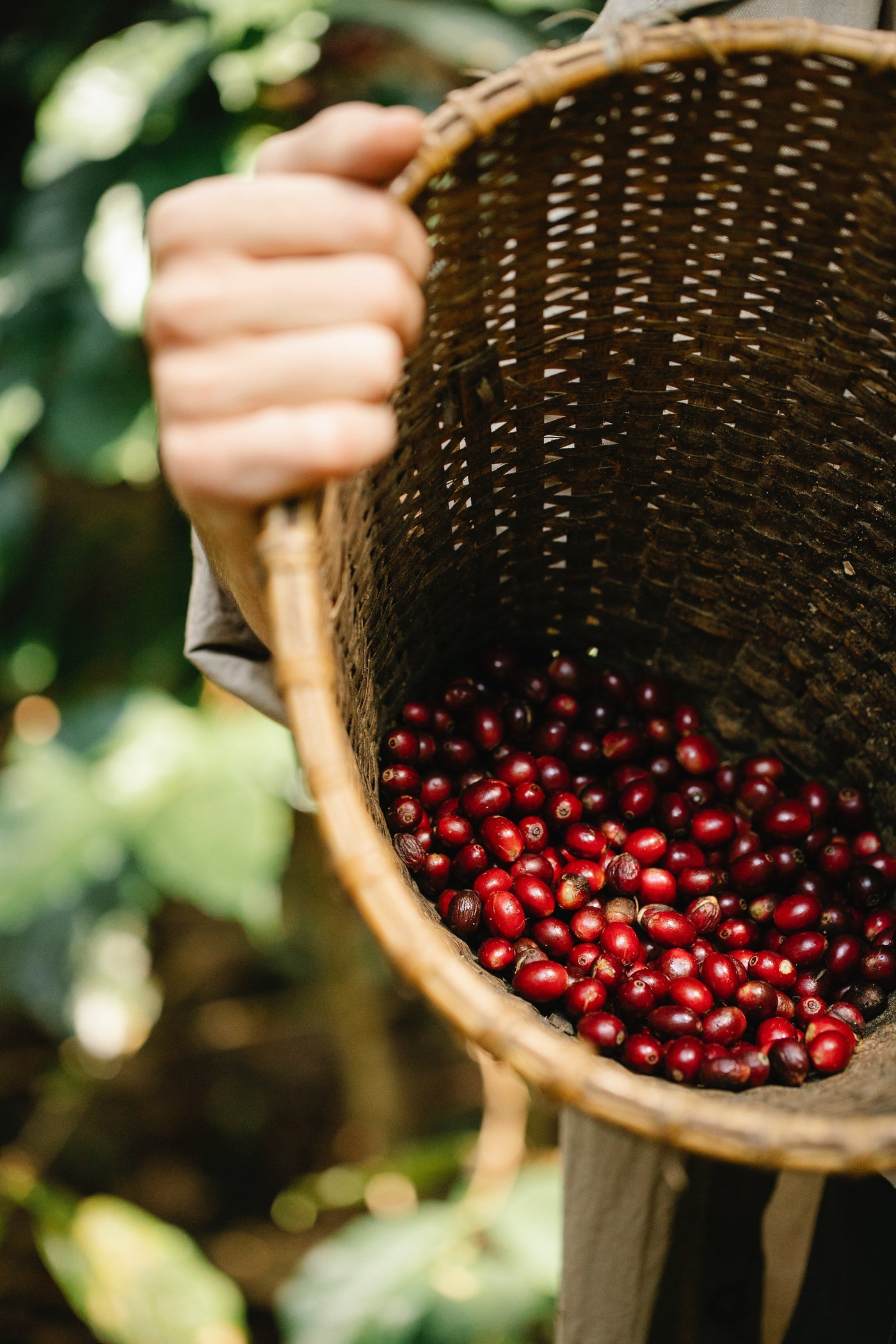 ABOUT US – Flava Coffee